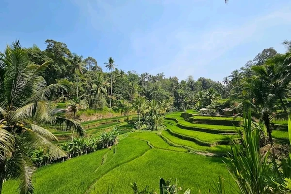 Breathtaking views at Tegallalang Rice Field | Trip.com Bali