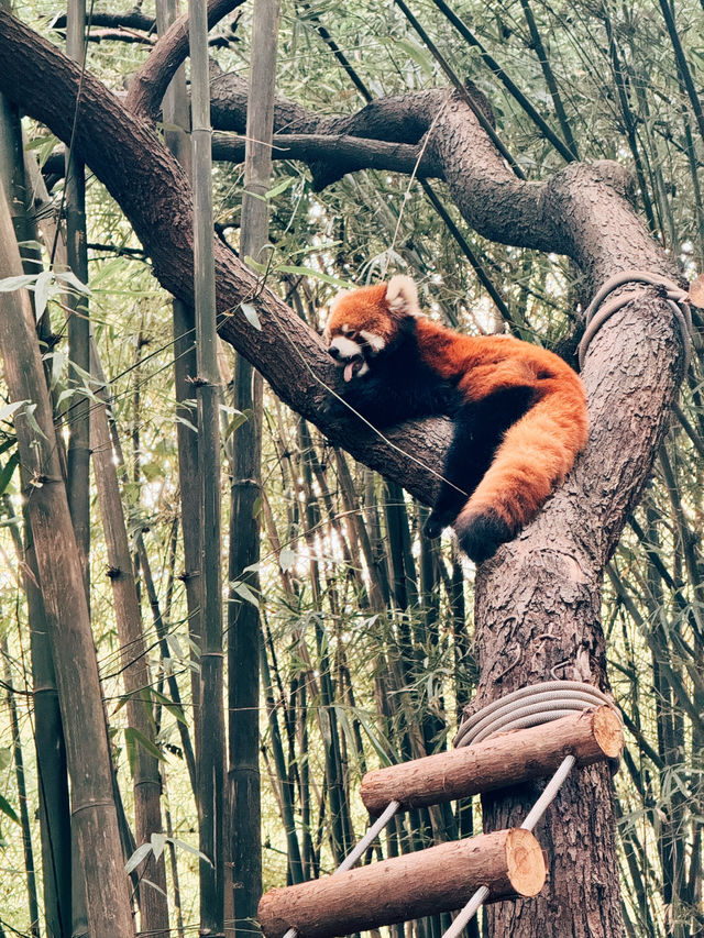 Super cute Panda 🐼 and Red Panda｜Trip.com 成都