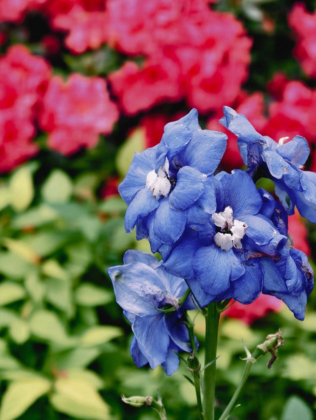 Lautan Bunga Azalea di Fude Li | Trip.com Shanghai