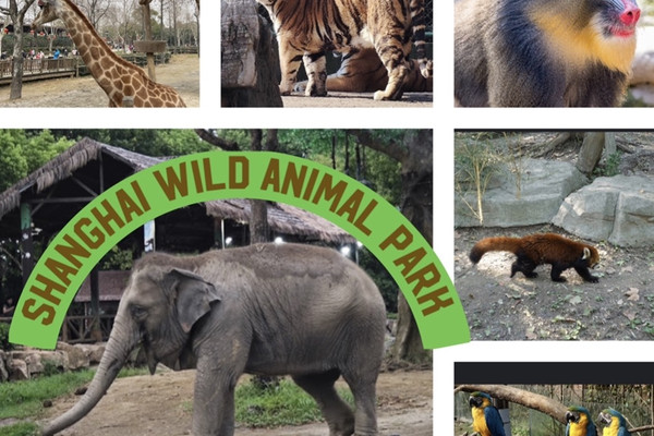 🦁🐘🦘Animal time 🦍🐢🦒 | Trip.com Shanghai