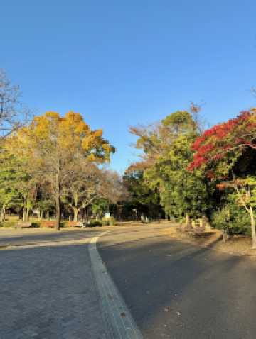 Golden Trees and Open Space at Kiba Park in Winter | Trip.com Tokyo