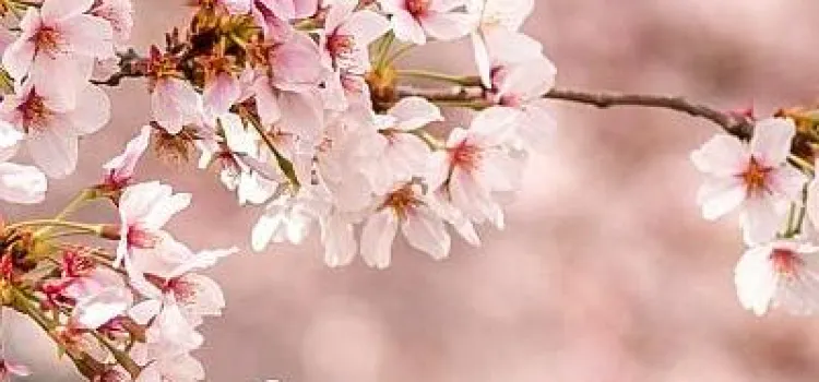 อัพเดท พยากรณ์ซากุระญี่ปุ่น 2568 travel notes and guides – Trip.com ...