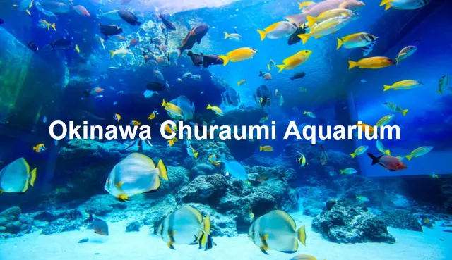 Ultimate Guide to Okinawa Churaumi Aquarium: Everything You Need to ...