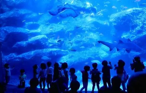 晴空塔隱藏景點 | 2025墨田水族館全攻略：門票交通、必逛重點，近距離看小企鵝！