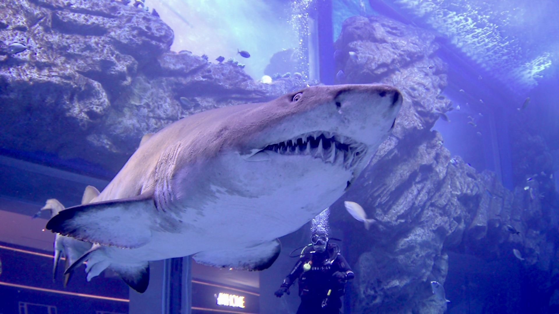 Dubai Mall Aquarium Broken