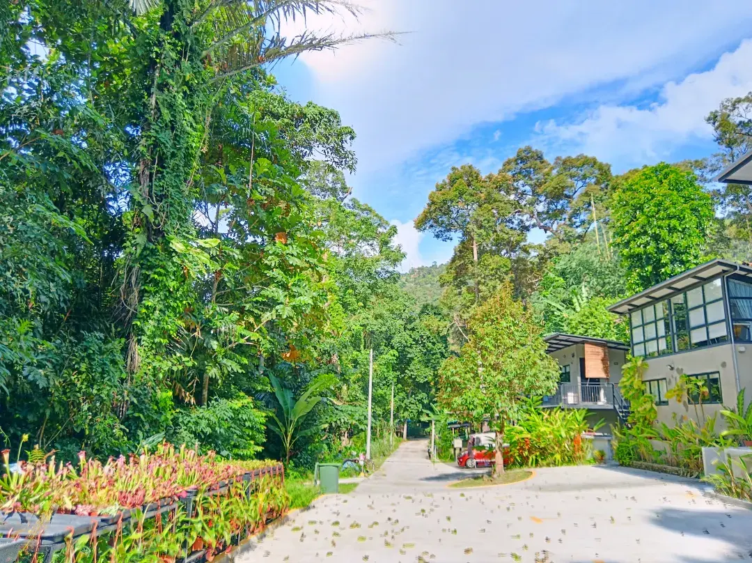 Penang Balik Pulau Daze In Nature Guest House 123 - Penang