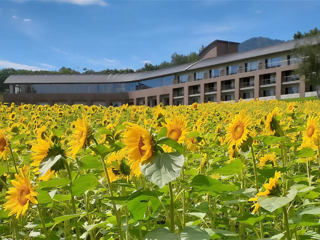 Furano Hotel - Furano
