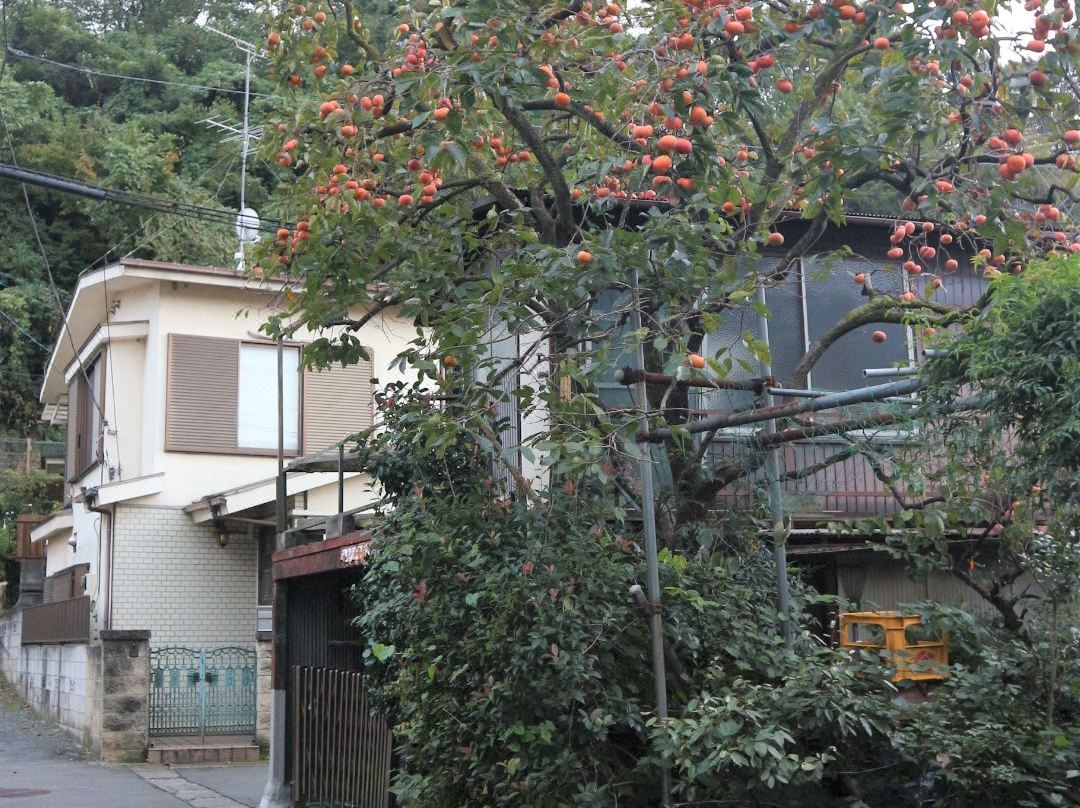 Sadie's Home - Tokyo