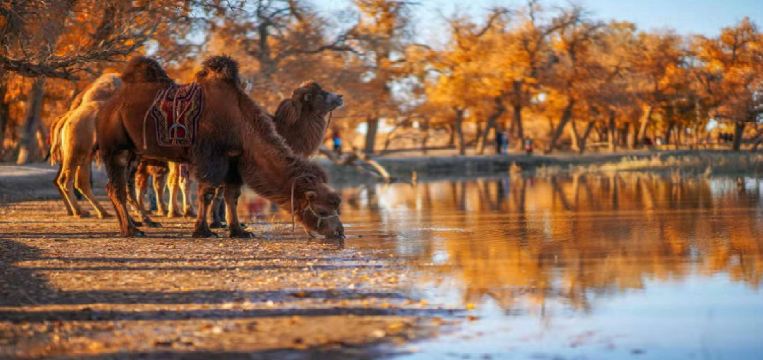 Ejin Banner Travel Guide 2026: Top Attractions, Things to Do & Deals ...