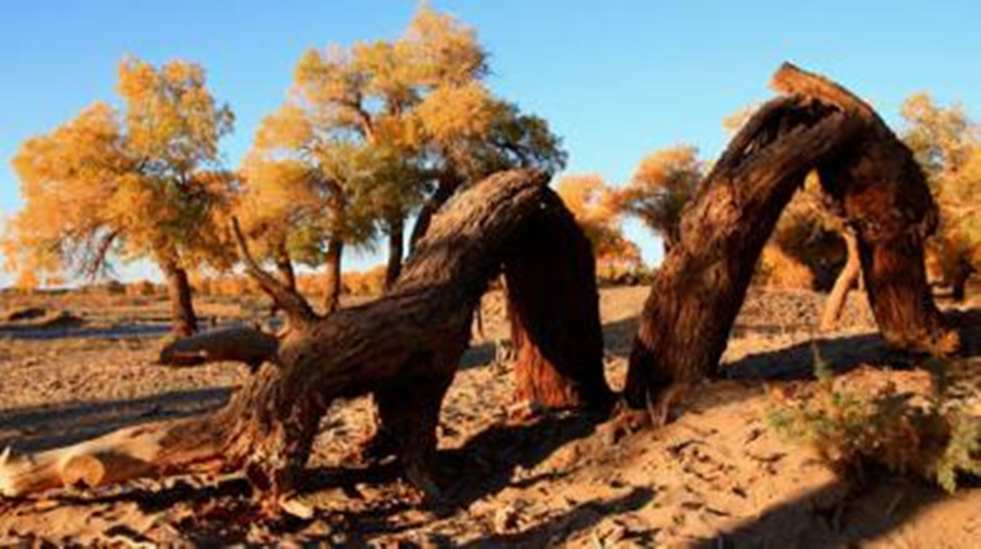 Dawakun Desert Scenic Area - Opening Hours, Reviews & Photos [2024 ...