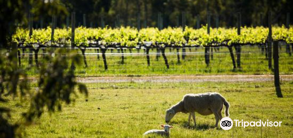 แนะนำการเดินทาง Kangarilla 2024 - สิ่งที่ควรทำ, อาหารที่ควรรับประทาน ...