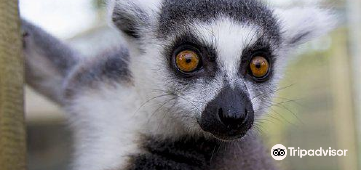 Priorslee Travel Guide 2024 - Things to Do, What To Eat & Tips | Trip.com