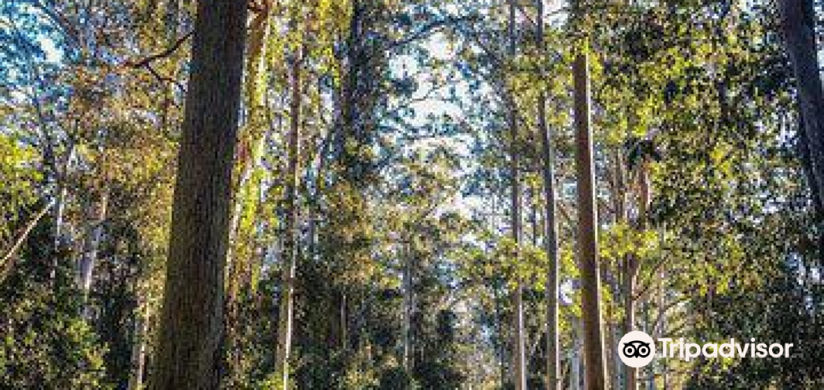 Things to Do in Moonan Brook in 2025 - Top Attractions, Local Food ...