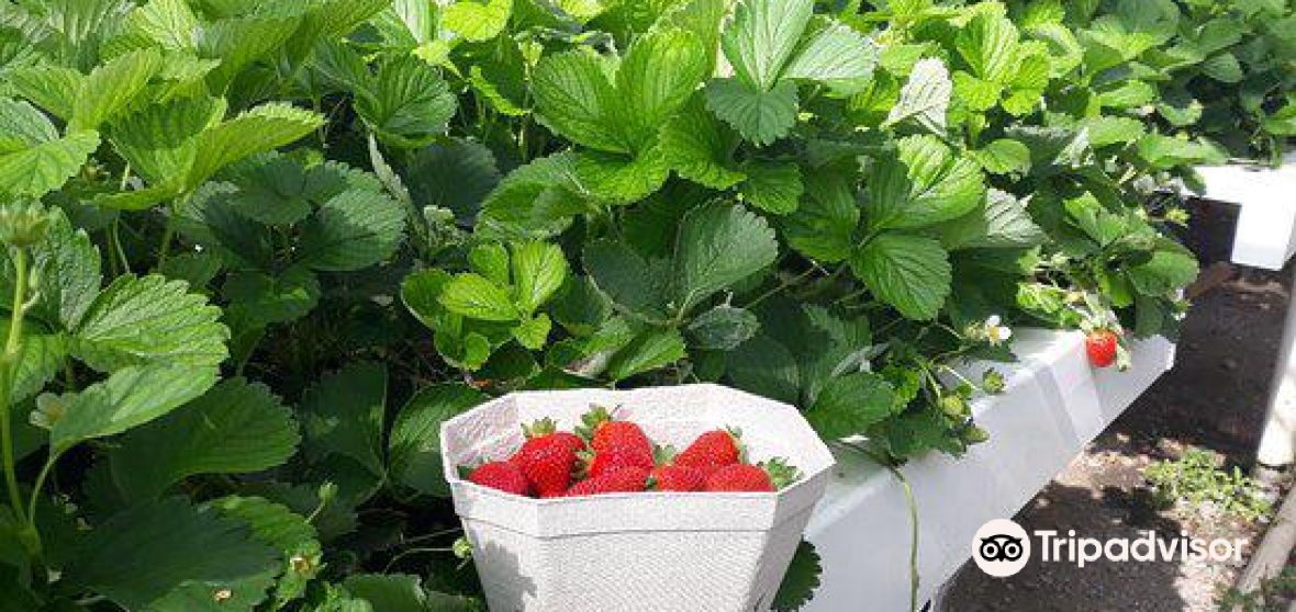 แนะนำการเดินทาง Springlands 2024 - สิ่งที่ควรทำ, อาหารที่ควรรับประทาน ...