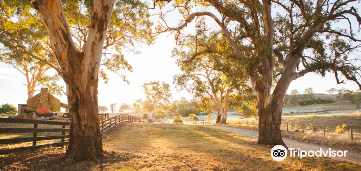 Mannum Travel Guide 2023 - Things to Do, What To Eat & Tips | Trip.com