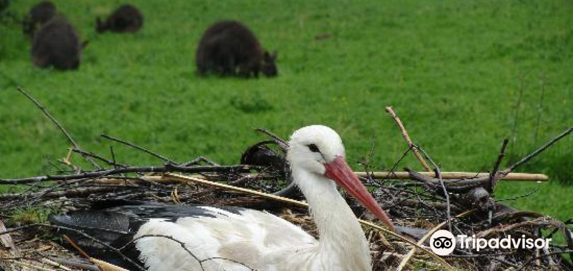 Asson Travel Guide 2023 - Things to Do, What To Eat & Tips | Trip.com