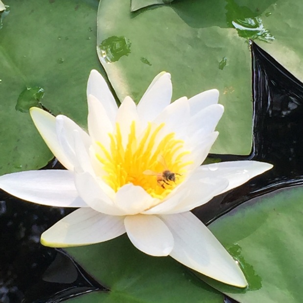 Latest Skelwith Bridge Hotel Map,Address, Nearest Station & Airport ...